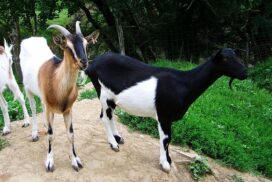Alpine Goat - Breed Profile - Goat Journal